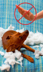 HOUSE TRAINING YOUR PUPPY: 'DOOS' AND DON'TS FOR NEW PET PARENTS - DogiPot